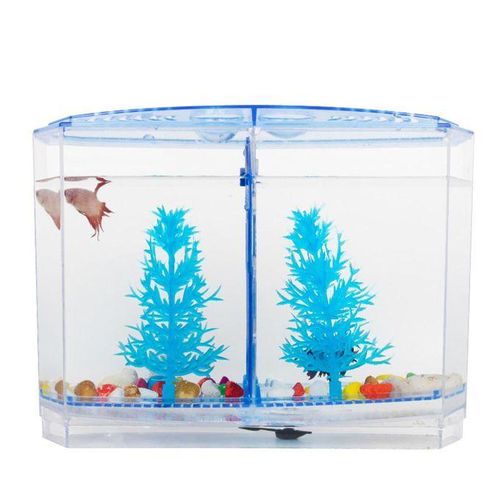 Isolation Show Fish Tank